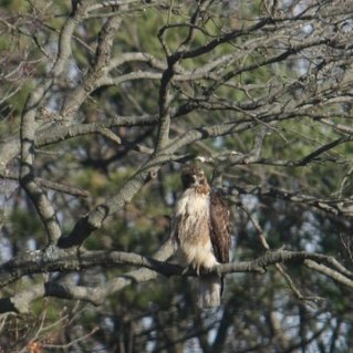 Red tailed hawk | Project Noah