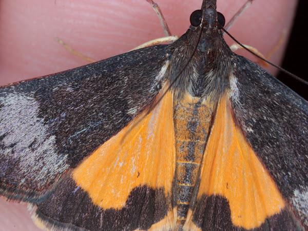 Crambid moth | Project Noah