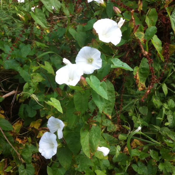 Field Bindweed | Project Noah