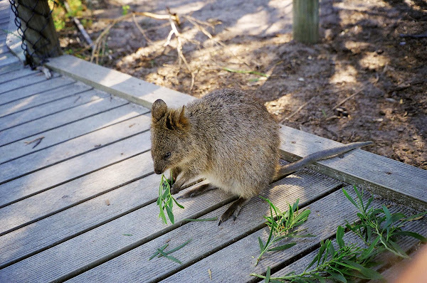 Quokka | Project Noah