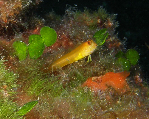 Golden goby | Project Noah