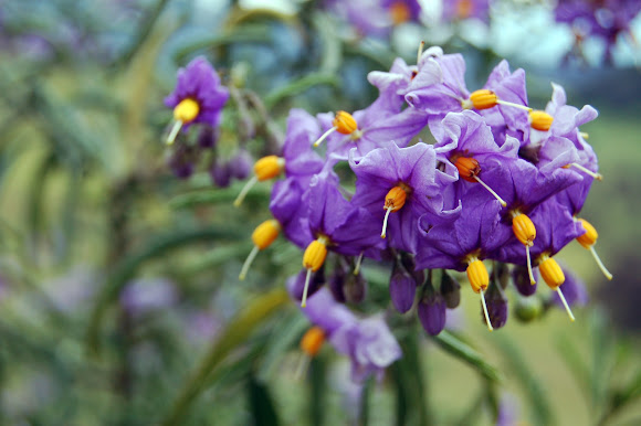 Natre | Project Noah