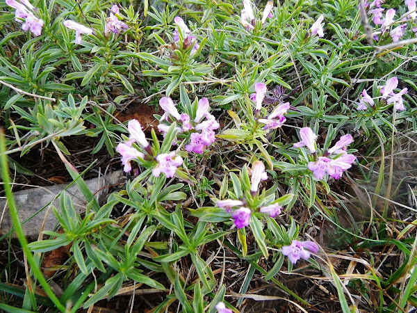 Savory, planinski čubar (vrisak) | Project Noah