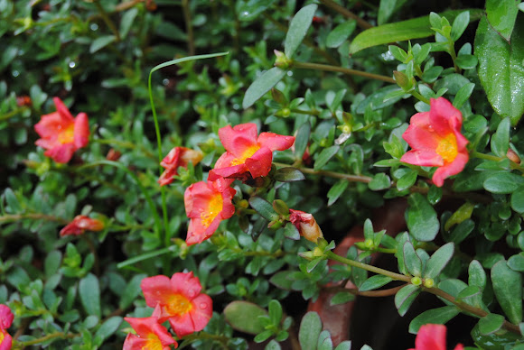 Ten o'clock flower | Project Noah