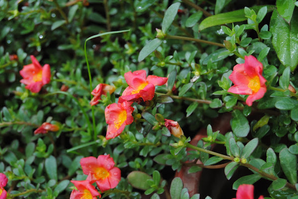 Ten o'clock flower | Project Noah