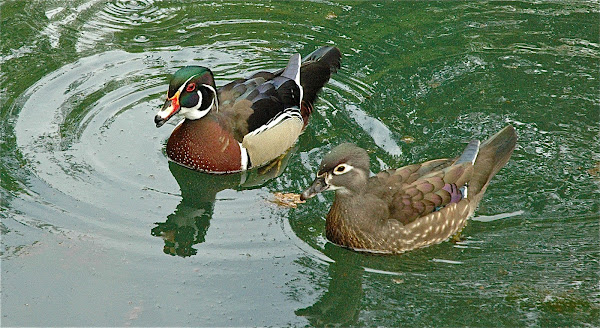 Wood Duck | Project Noah