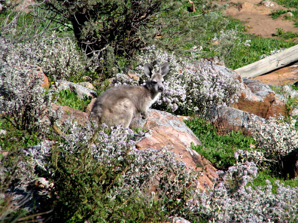 Common Wallaroo/Euro | Project Noah