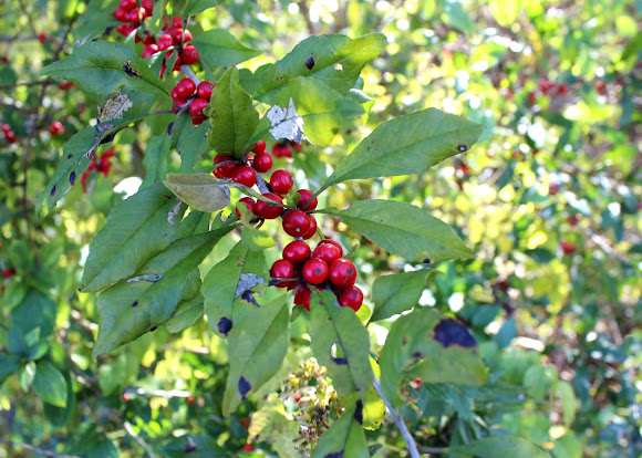 Possumhaw | Project Noah