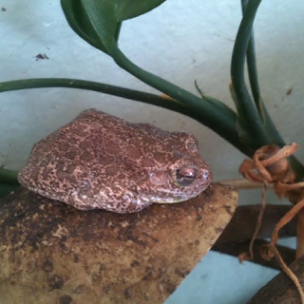 Barking Treefrog | Project Noah