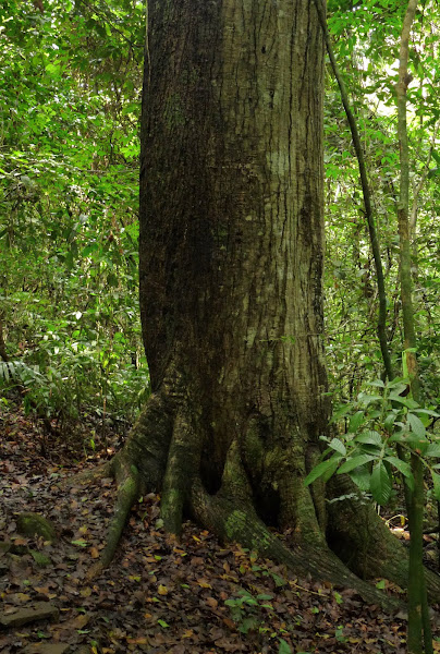 Big belly tree | Project Noah