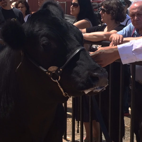 Angus | Project Noah