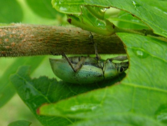 Blue-Green Citrus Root Weevil | Project Noah