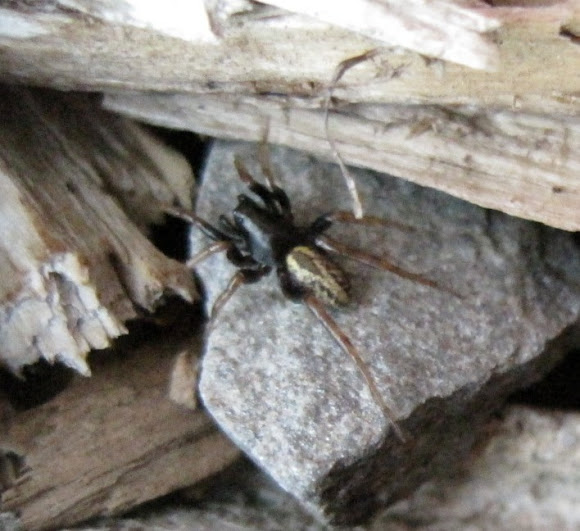 Wolf Spider | Project Noah