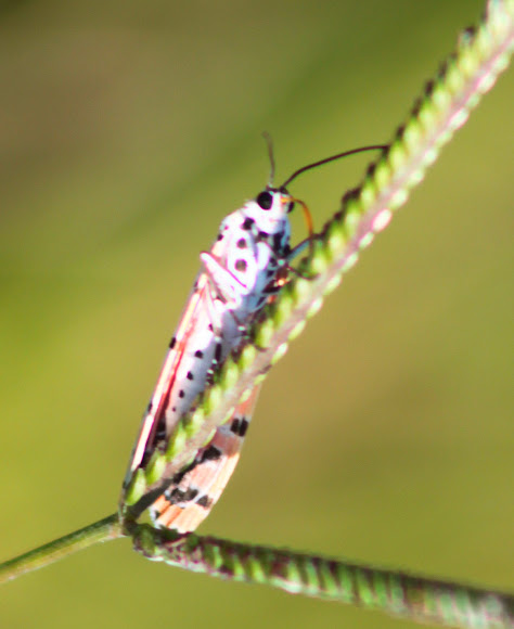 Ornate Bella Moth | Project Noah