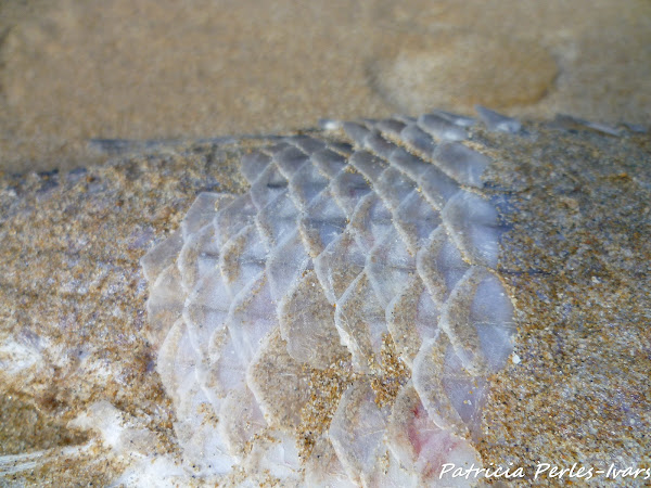 Golden grey mullet | Project Noah