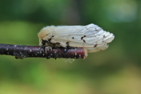 Gypsy Moth | Project Noah