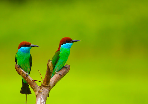 Blue-throated Bee-eater | Project Noah