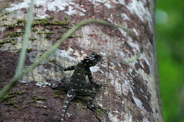 Collared Tree Runner | Project Noah