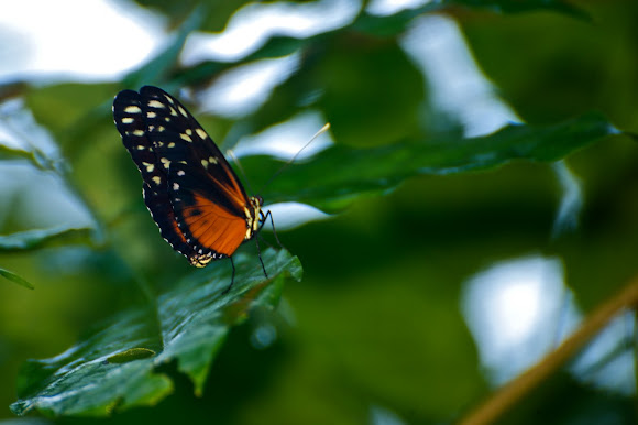 Hecale Longwing | Project Noah