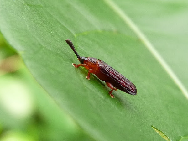 Hispinae beetle | Project Noah