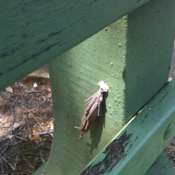 saunders casemoth | Project Noah