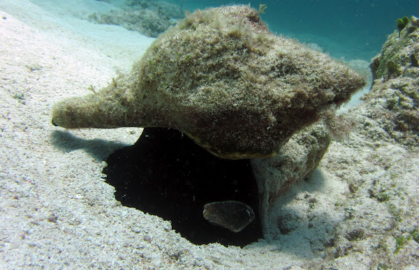 West Indian Chank Shell | Project Noah