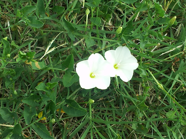 Texas bindweed | Project Noah