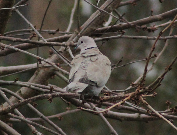 Collared Dove | Project Noah