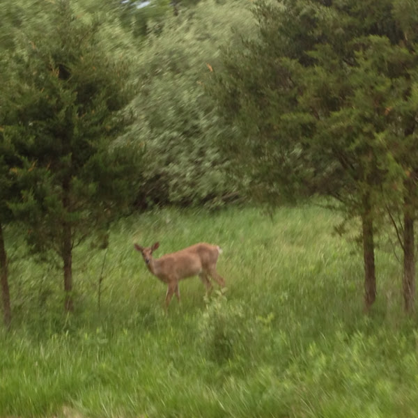White-tailed Deer | Project Noah