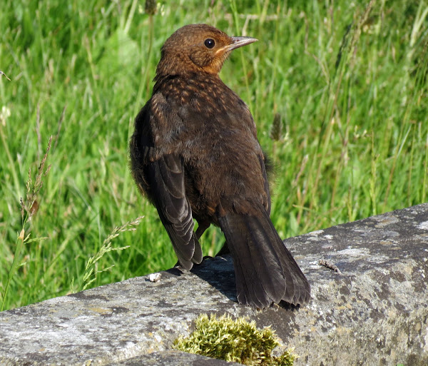 Immature Common Blackbird | Project Noah