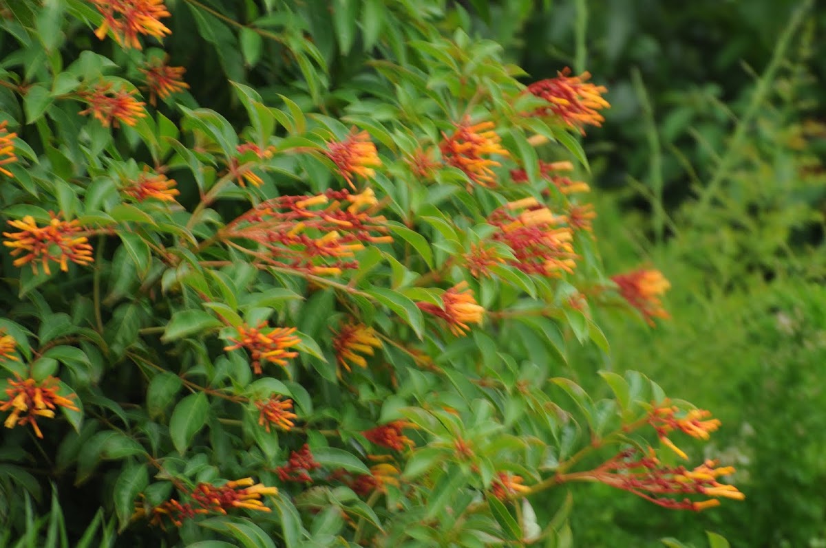 Dwarf Firebush | Project Noah