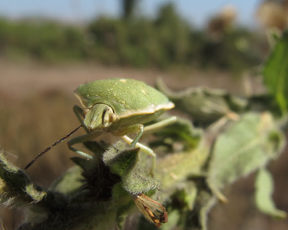 Uhler's stink bug | Project Noah