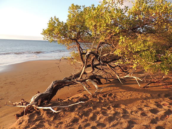 Button mangrove | Project Noah