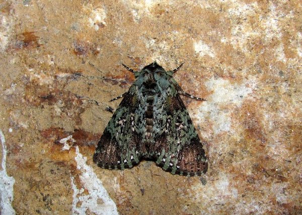 Noctuid Moth | Project Noah