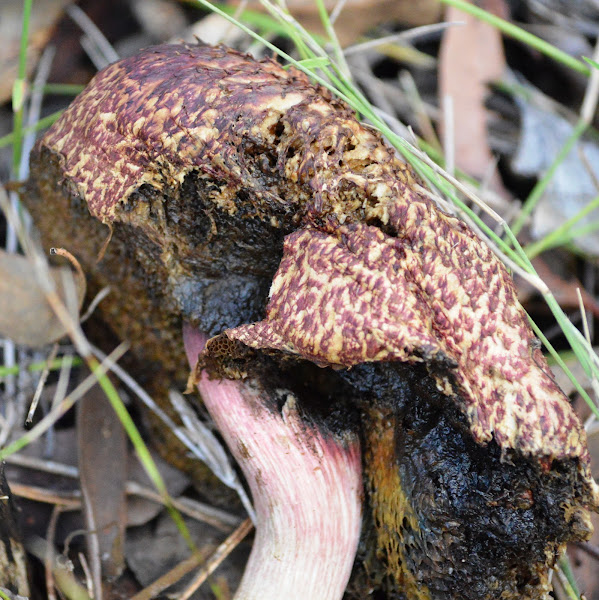 Boletellus ananas Fungi | Project Noah