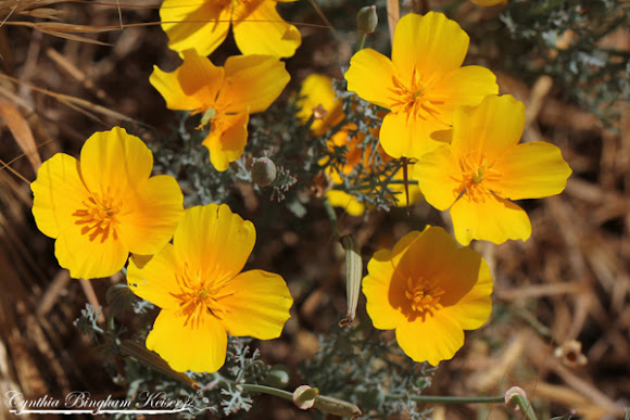 Tufted Poppy | Project Noah