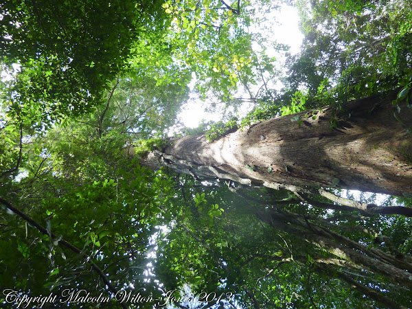 Dark Red Meranti | Project Noah