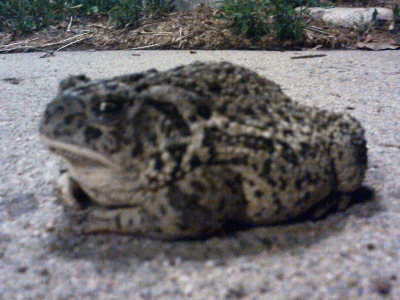 Woodhouse Toad | Project Noah