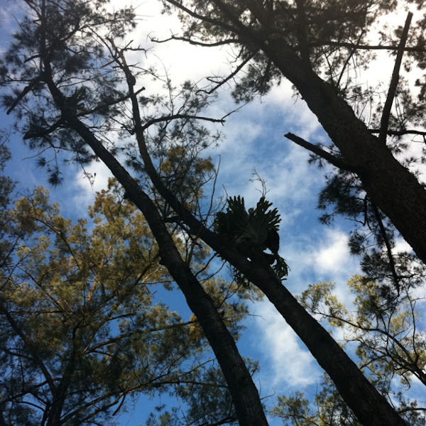Crows nests in gum trees | Project Noah