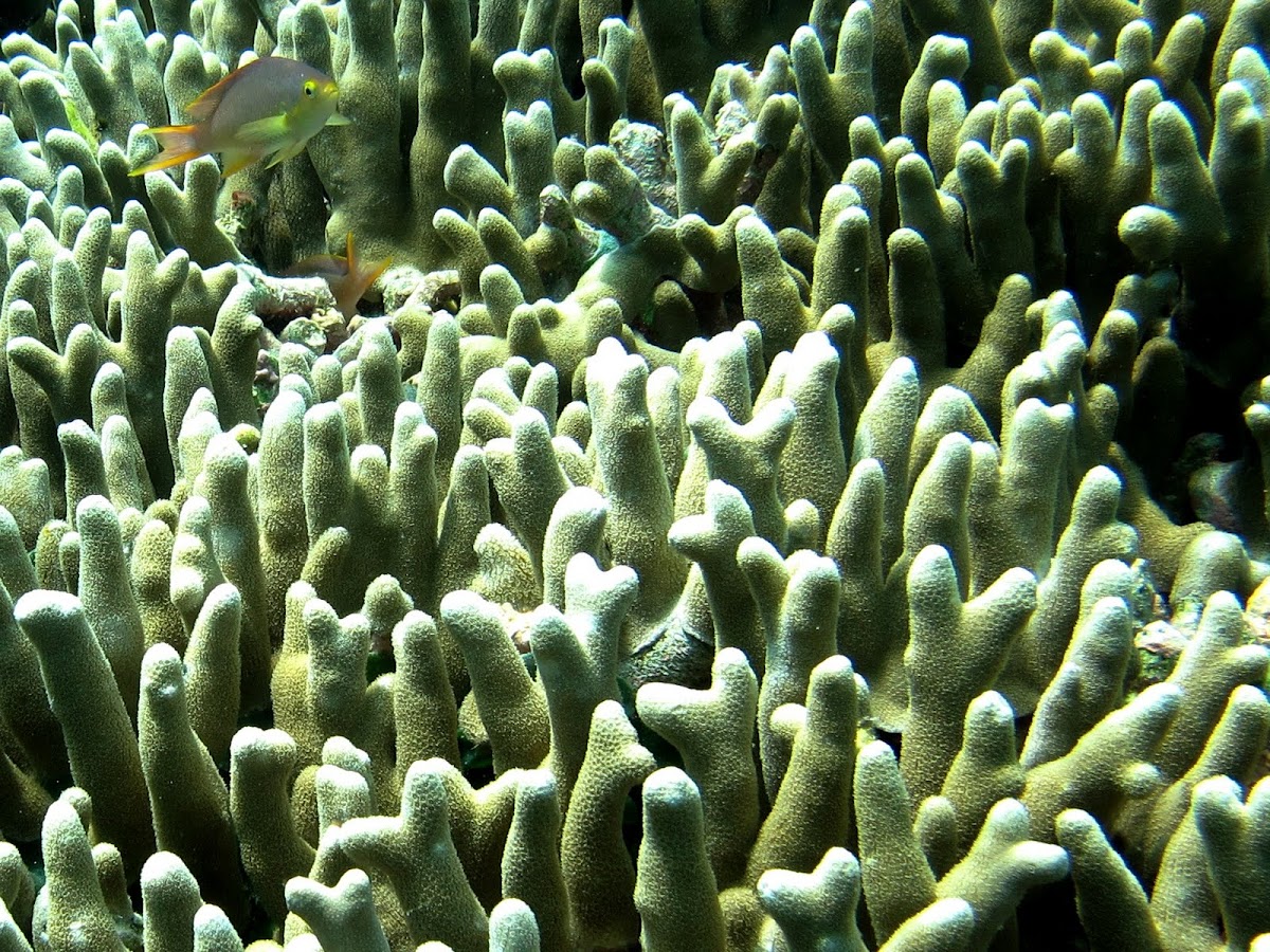 Porites cylindrica | Project Noah