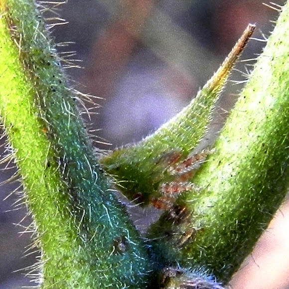 Typical tree hopper | Project Noah