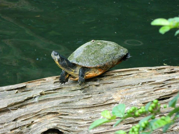 Eastern River Cooter | Project Noah