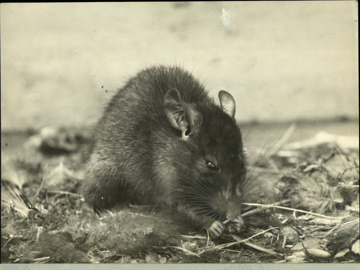 Zoo Rat — Google Arts & Culture