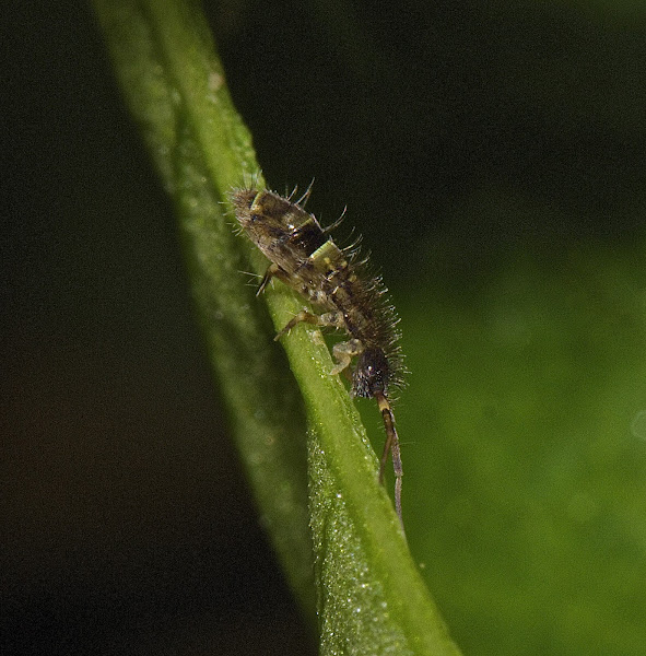 Springtail | Project Noah