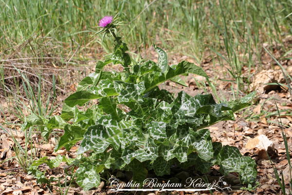 Variegated Thistle | Project Noah