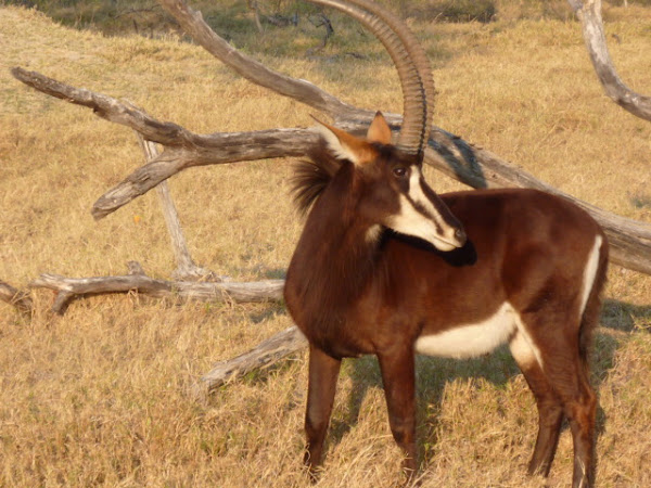 Sable Antelope | Project Noah