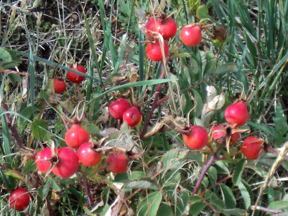 Wild Rose (Hips) | Project Noah