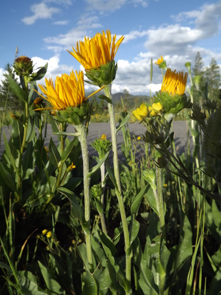 Curly-Head Goldenweed | Project Noah