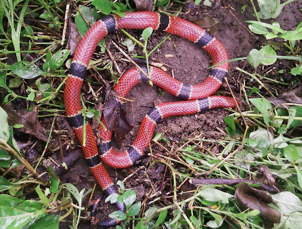 Coral Snake - Serpiente Coral | Project Noah