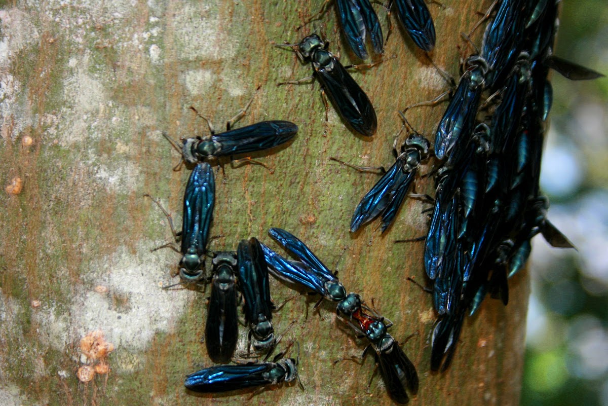 Warrior wasps | Project Noah